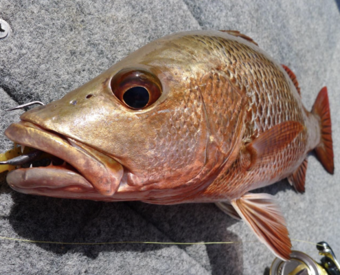 Secrets to Catch Mangrove Jack in Australia - Tackle World | Your Local ...