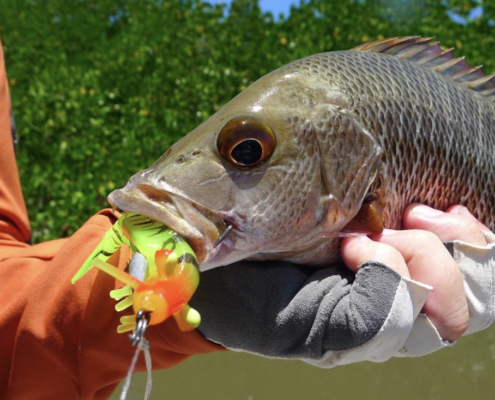 Secrets to Catch Mangrove Jack in Australia - Tackle World | Your Local ...